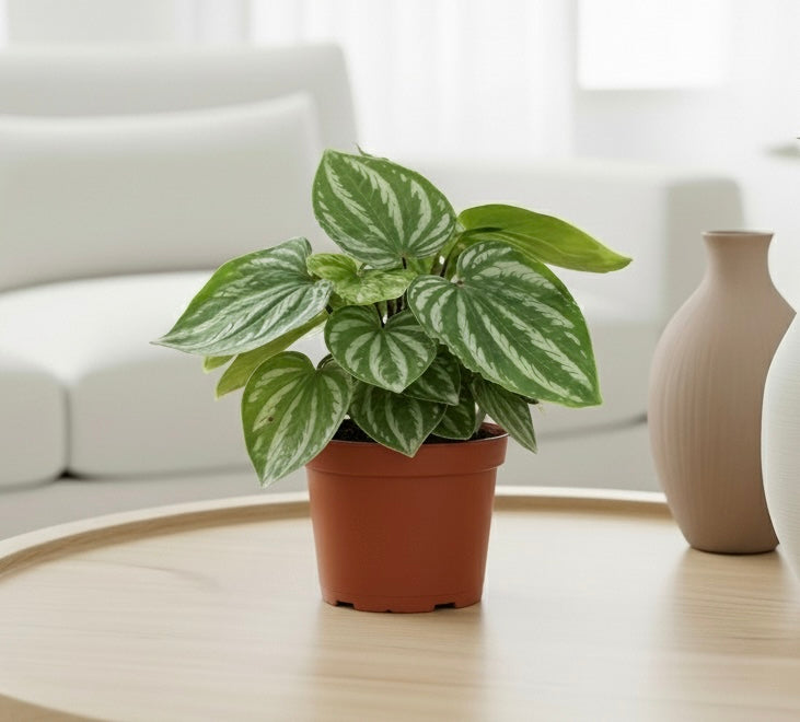 Peperomia Ecuador – RootGrowings