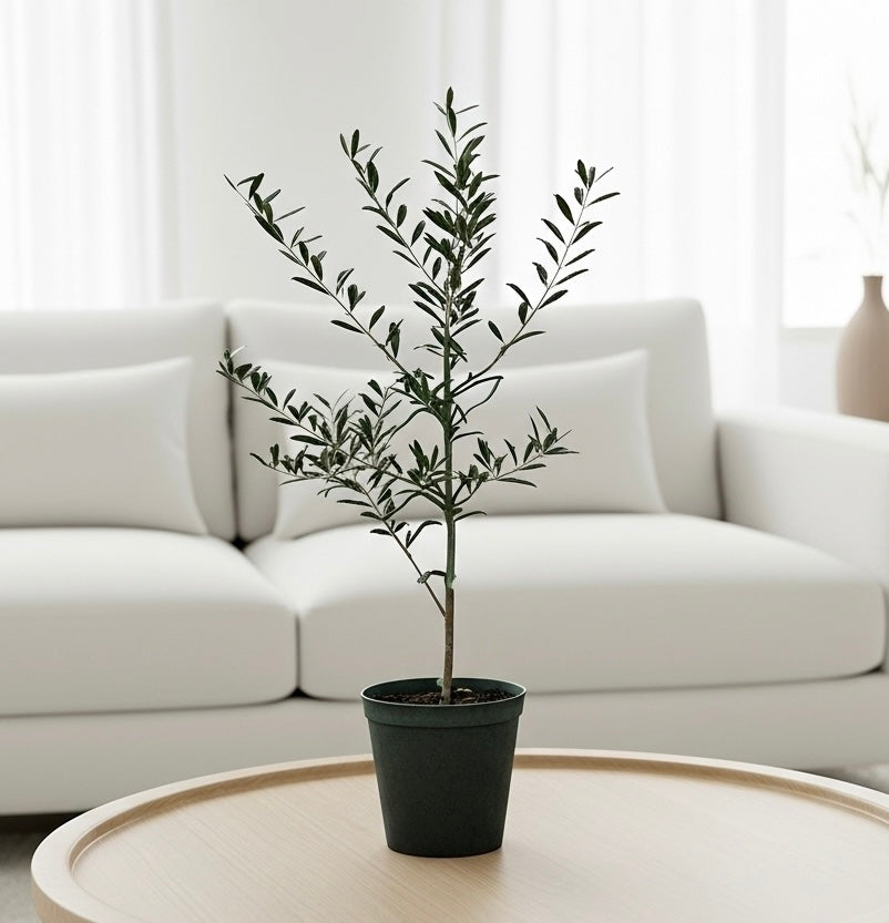 Common Olive Tree (Olea europaea) – RootGrowings